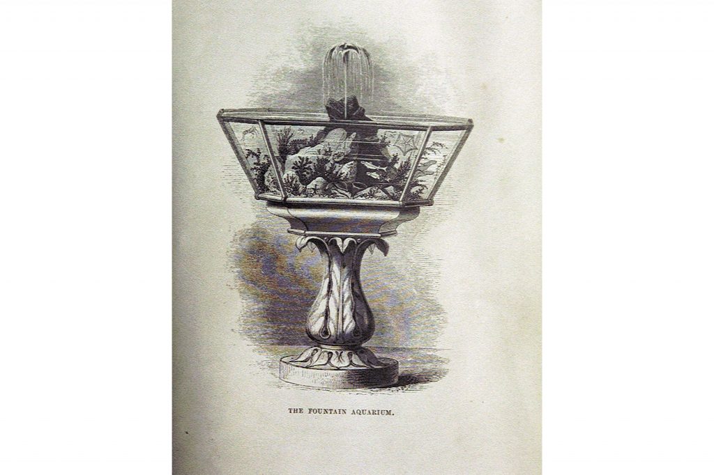 Inventing the aquarium: a short history - Horniman Museum and Gardens