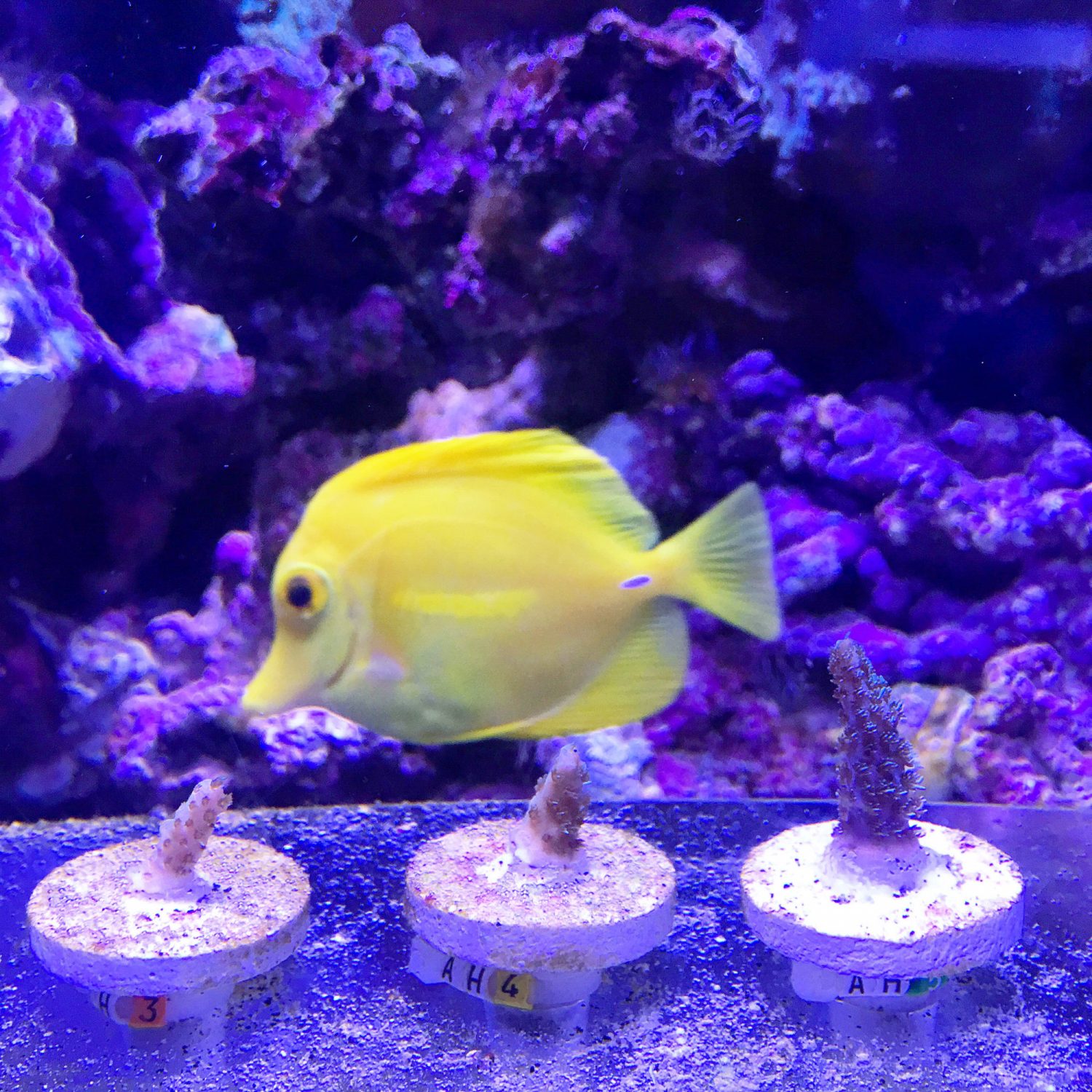 Project Coral ‘babies’ to help restore Floridas reefs