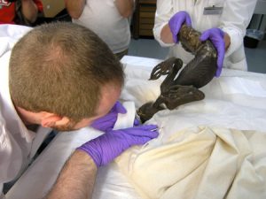 Unmasking the mysterious merman - Horniman Museum and Gardens