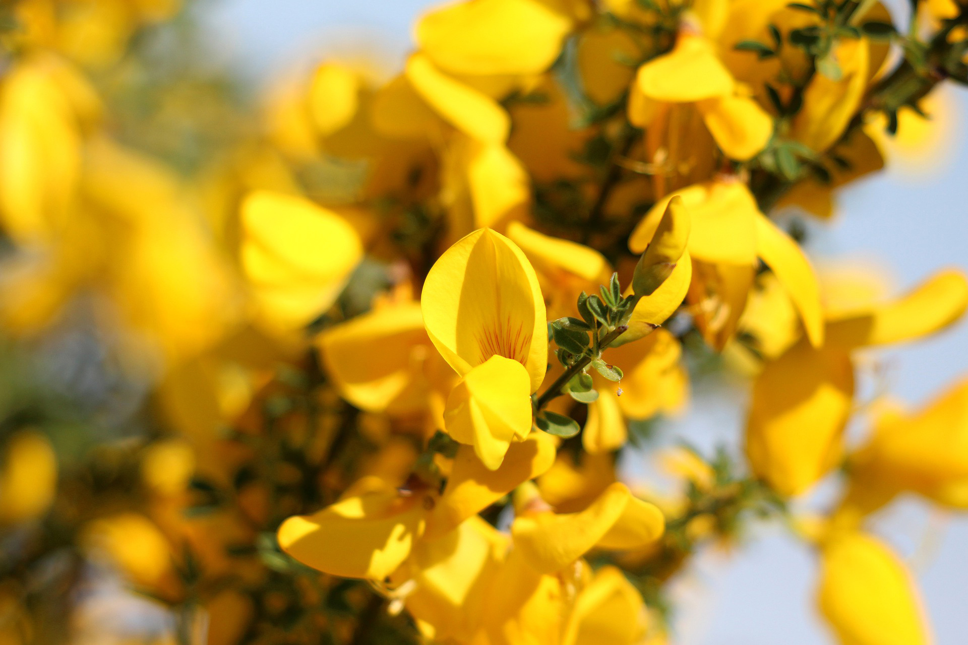 Nature Challenge: All About Seeds - Horniman Museum and Gardens