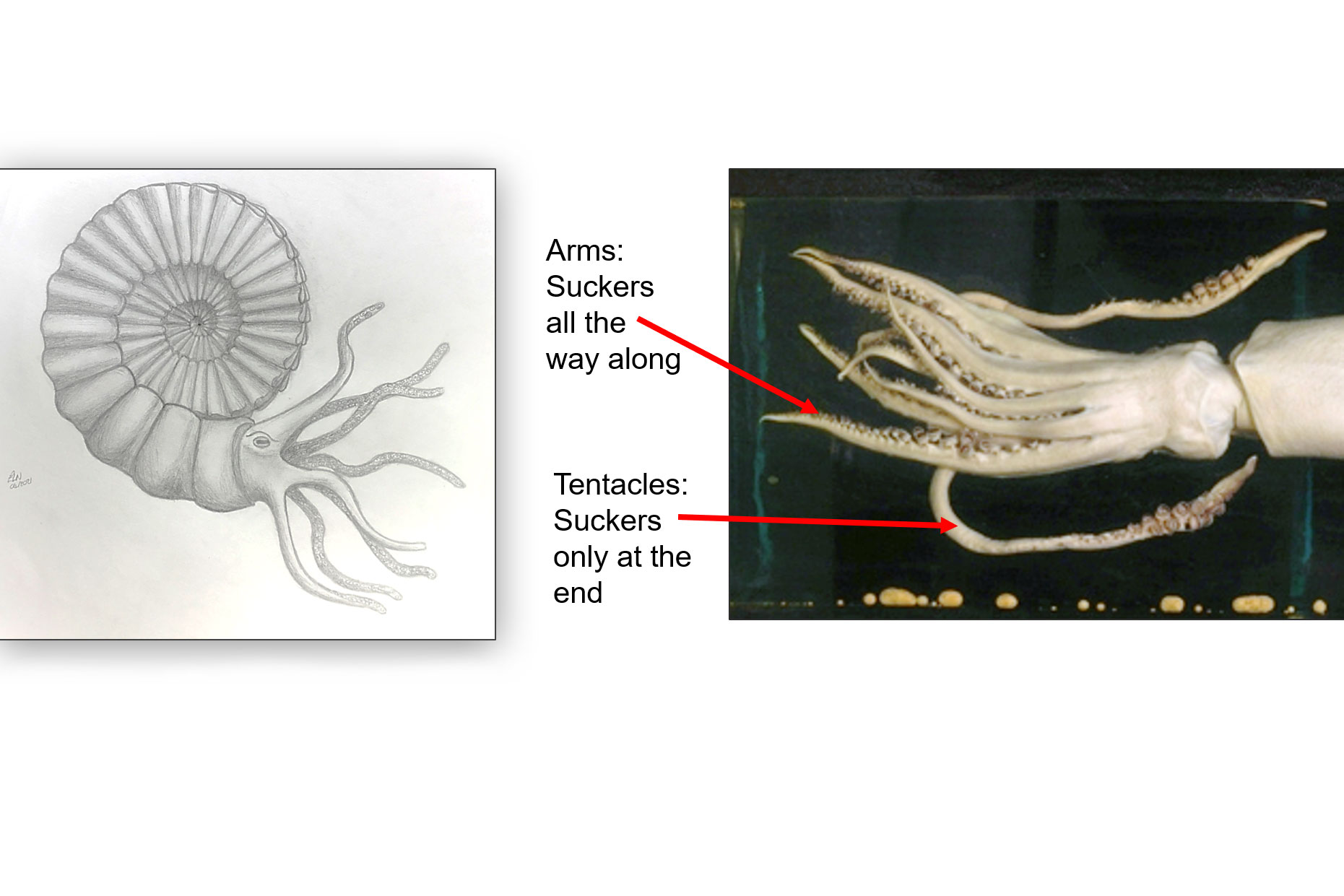 The sorcery of palaeontology and an exploration of ammonites - Horniman ...
