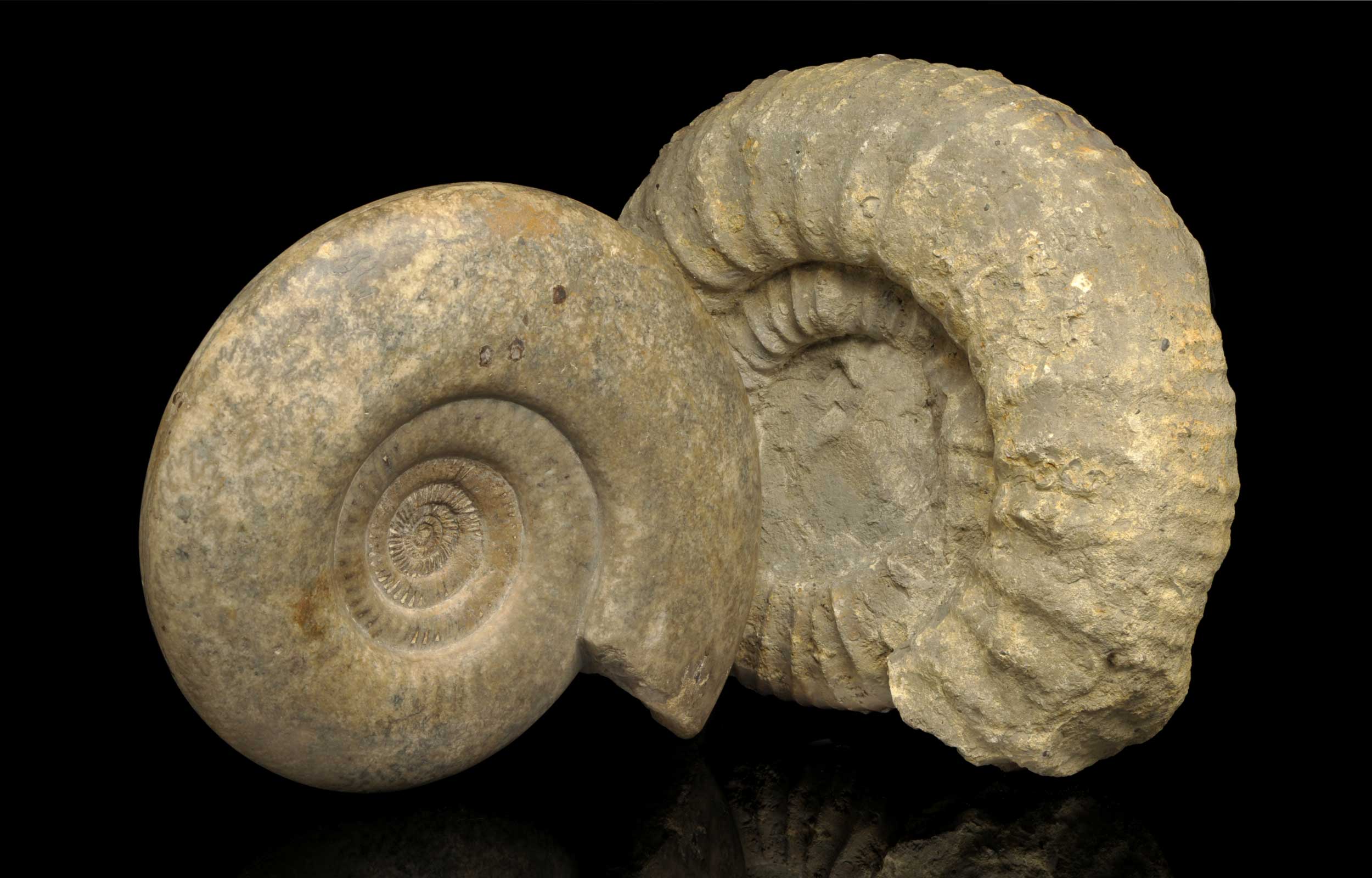 The Amazing World of Ammonites - Horniman Museum and Gardens
