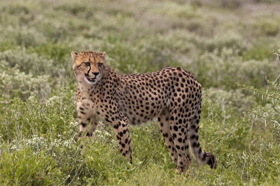 Specimen of the Month: the Cheetah - Horniman Museum and Gardens
