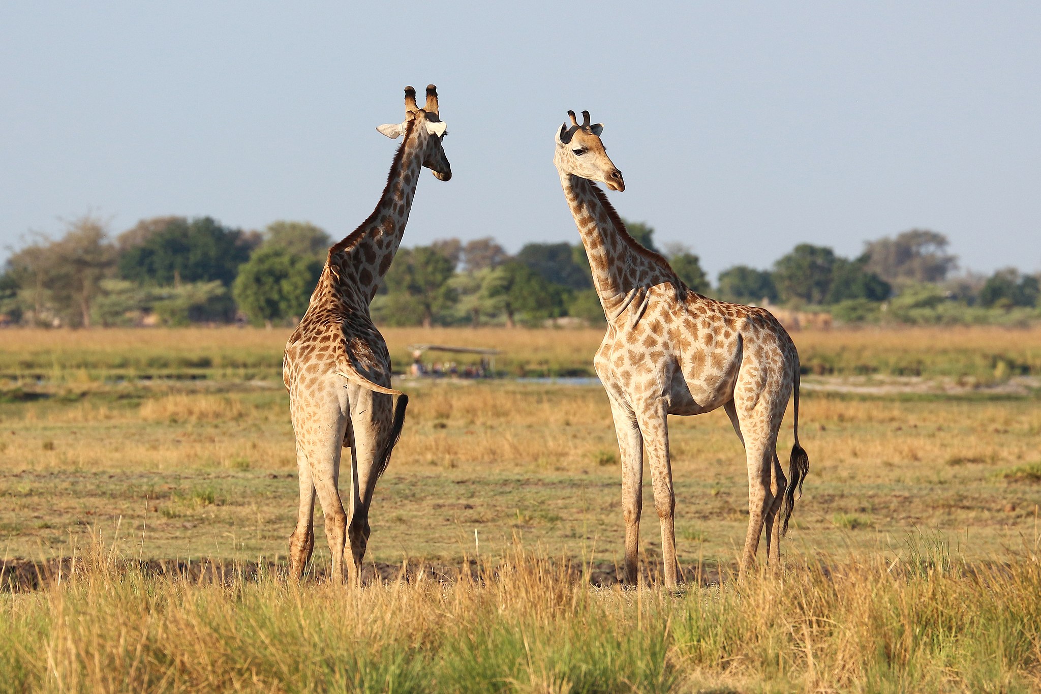 Scary Facts About Giraffes