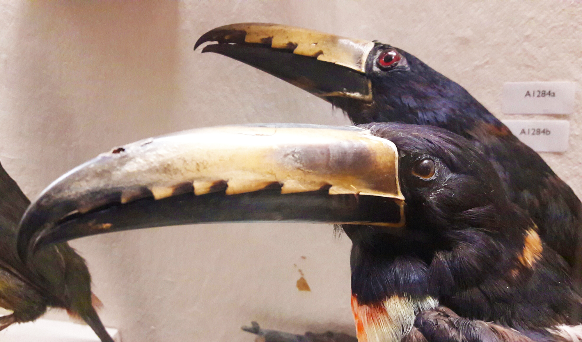 Specimen of the Month: the Collared Aracari - Horniman Museum and Gardens