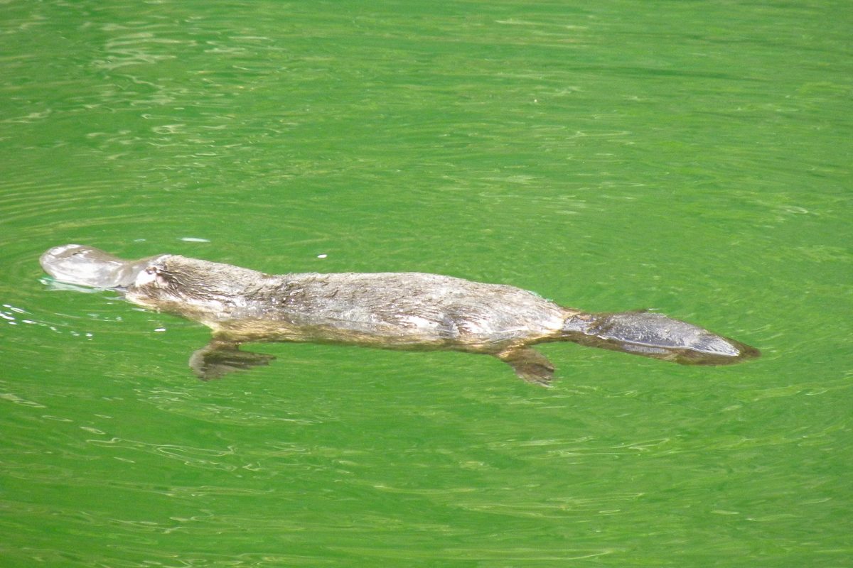Specimen of the Month: the Platypus - Horniman Museum and Gardens