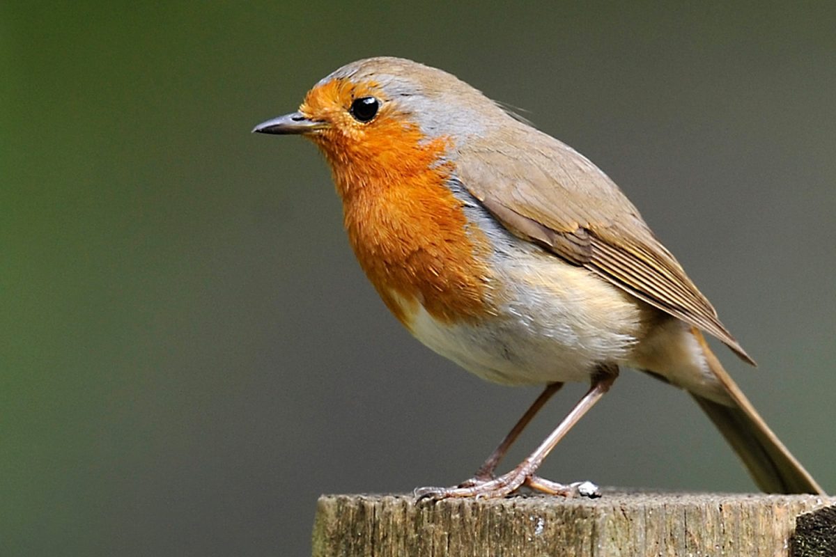 Specimen of the Month: The Robin - Horniman Museum and Gardens