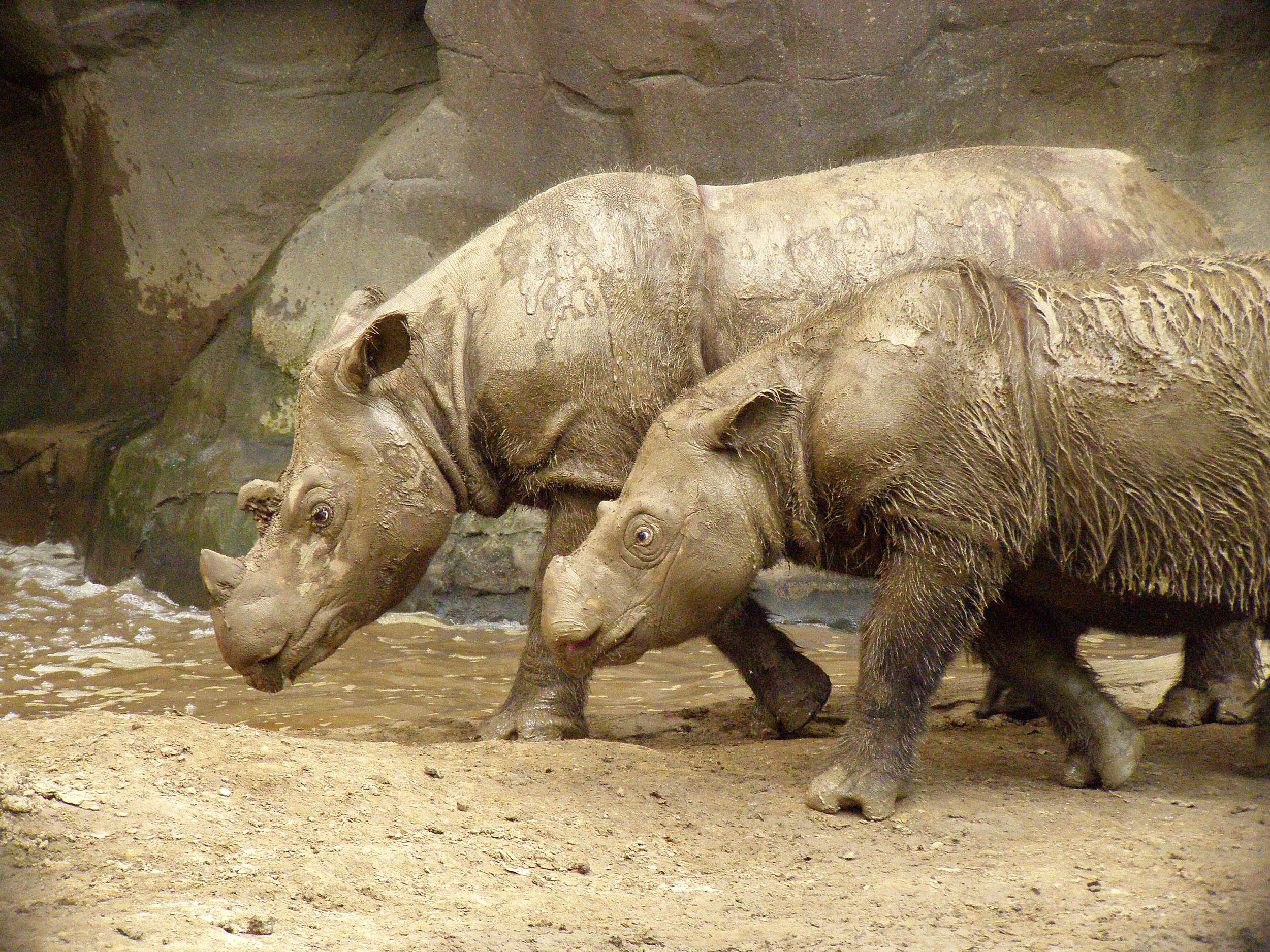Rhinos on the Clock - Horniman Museum and Gardens