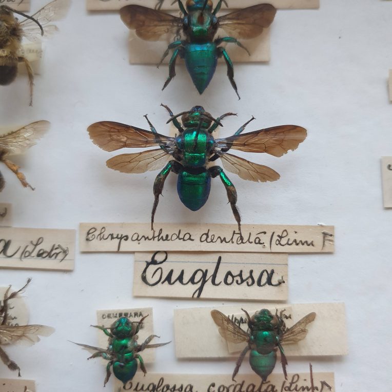 Membership - Horniman Museum and Gardens