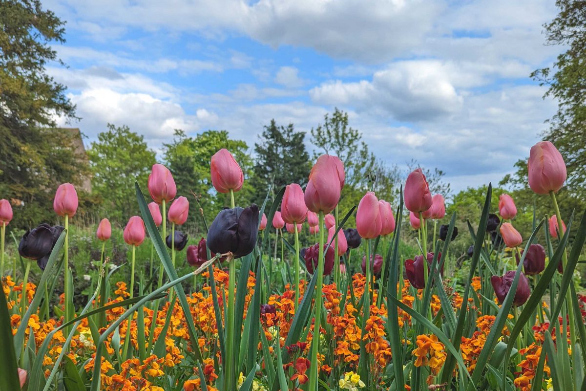 Award-winning Horniman Gardens - Horniman Museum and Gardens