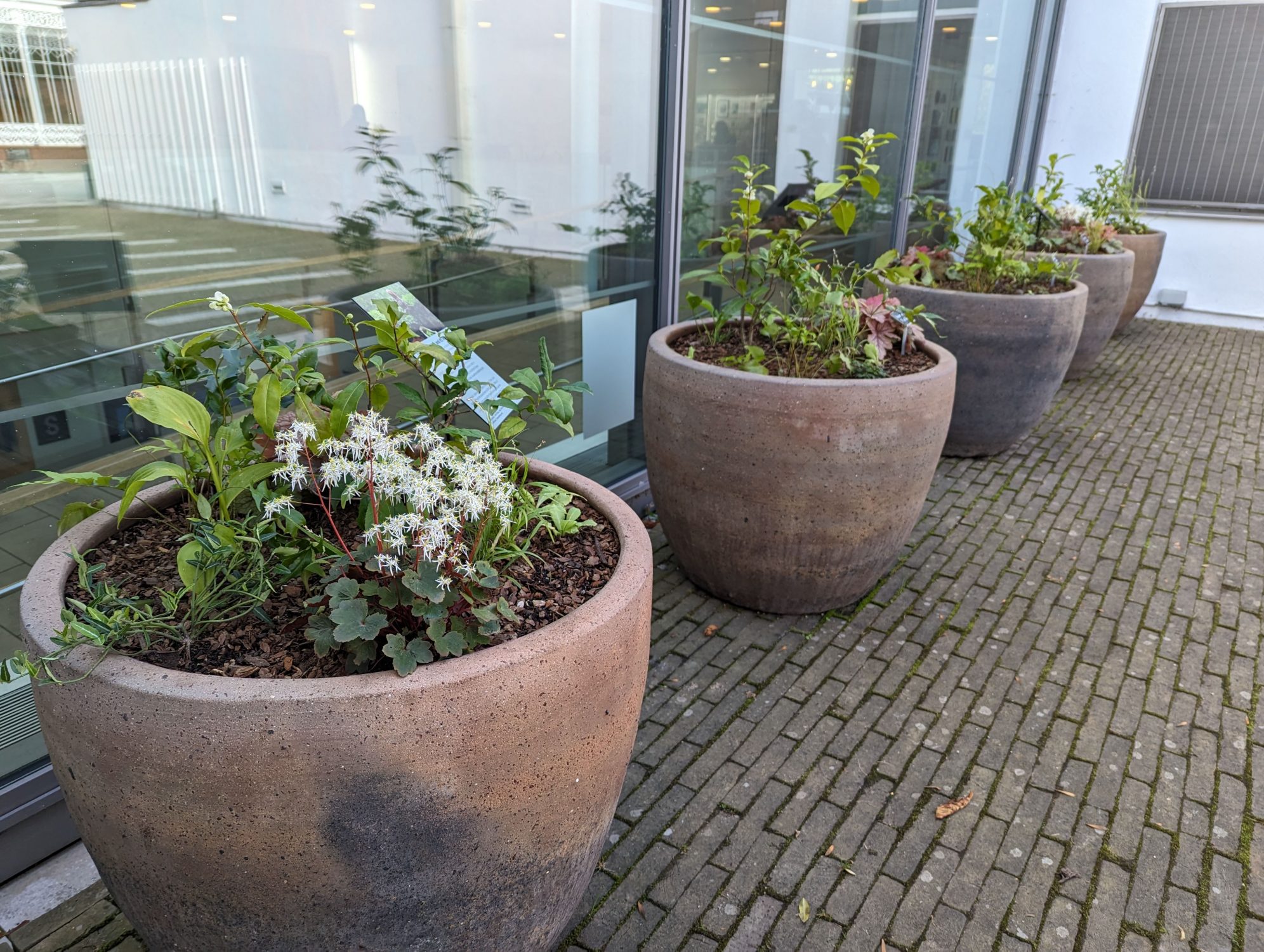 All about tea: Camellia sinensis - Horniman Museum and Gardens