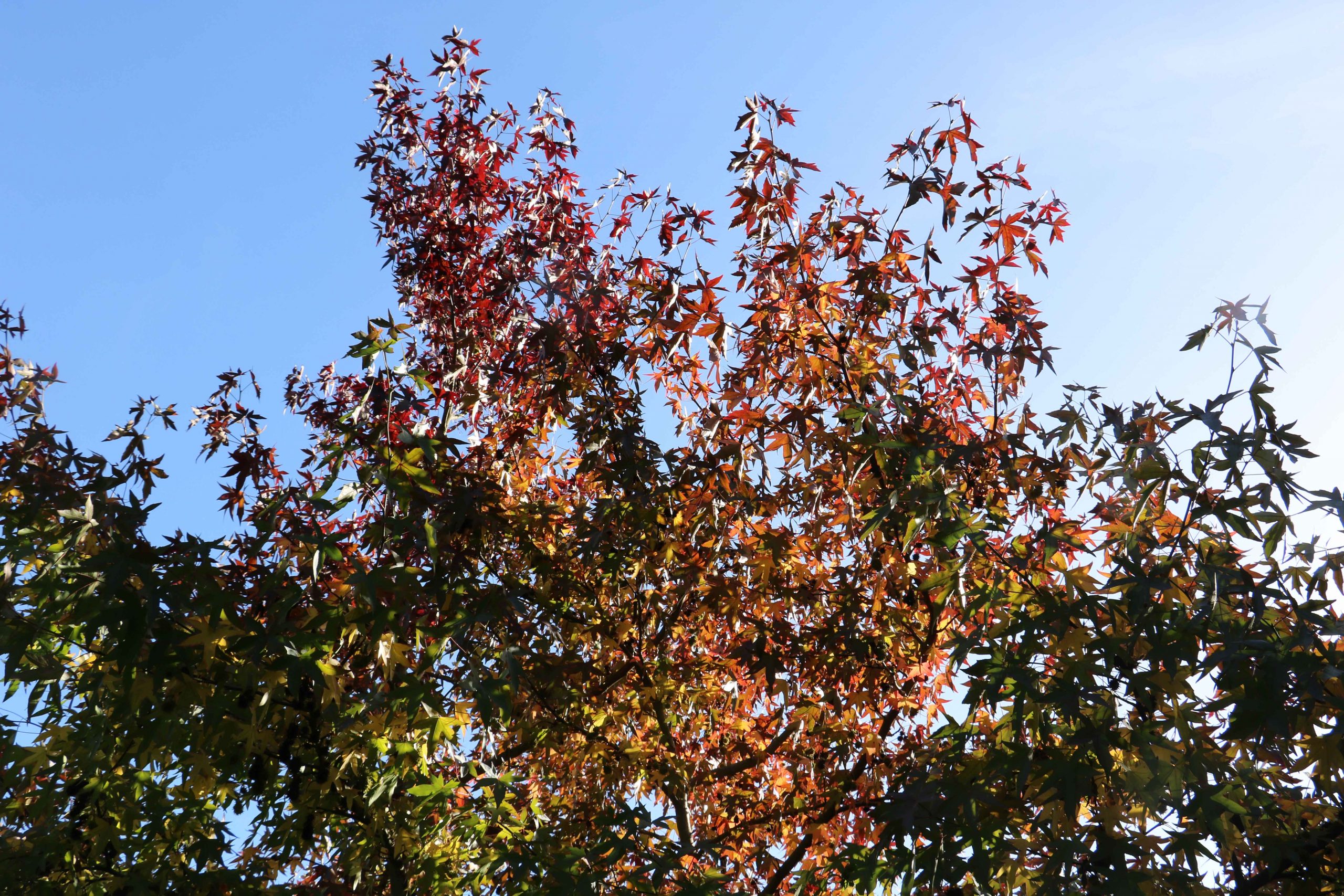 Autumn festivals around the world - Horniman Museum and Gardens
