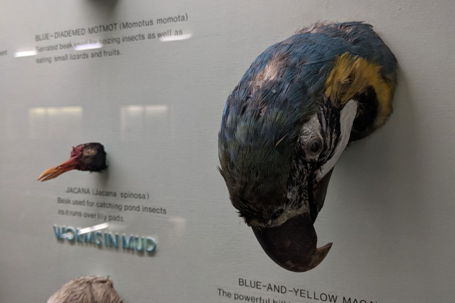 How do you pack bird heads? - Horniman Museum and Gardens