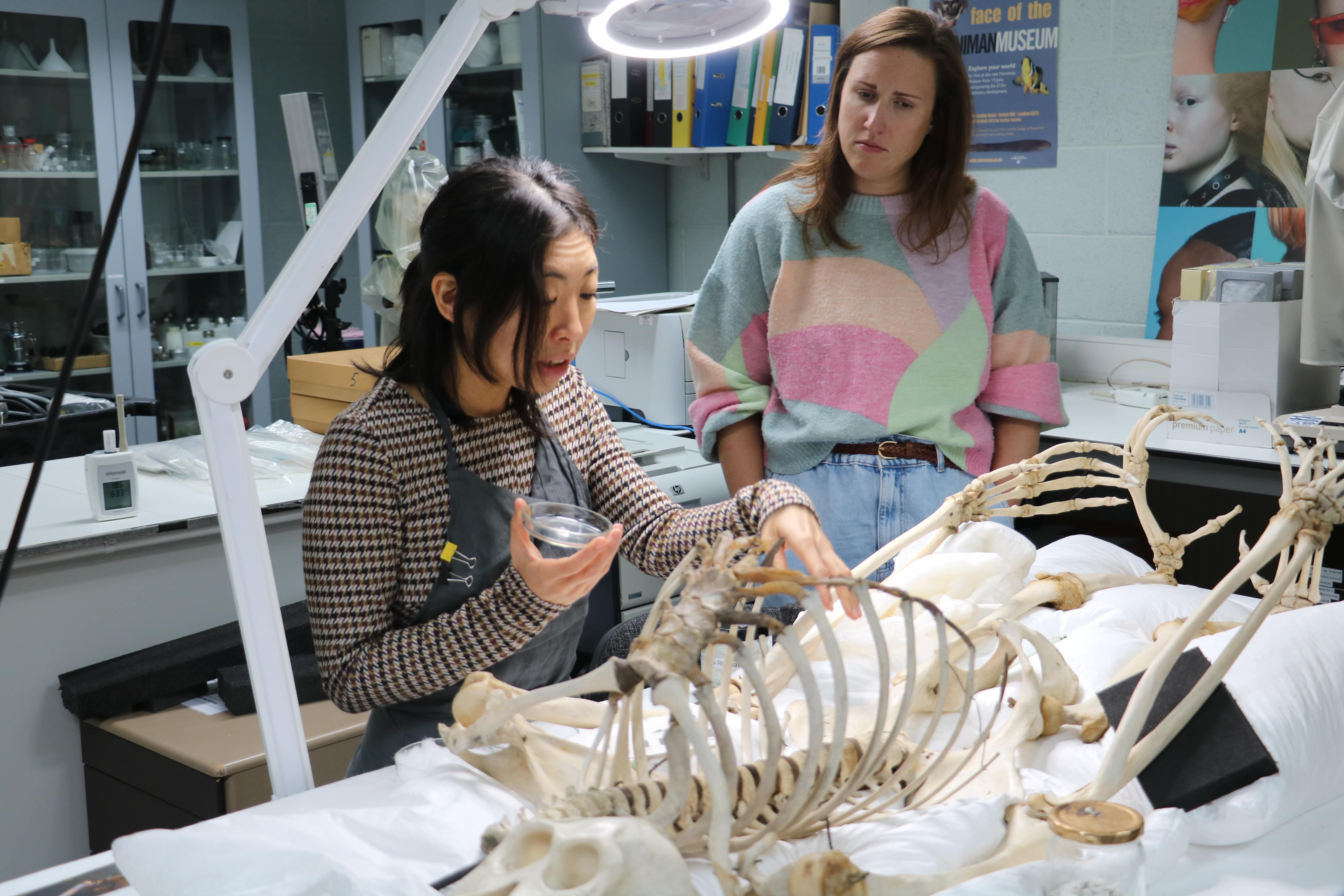 Members’ Meet the Conservators - Horniman Museum and Gardens